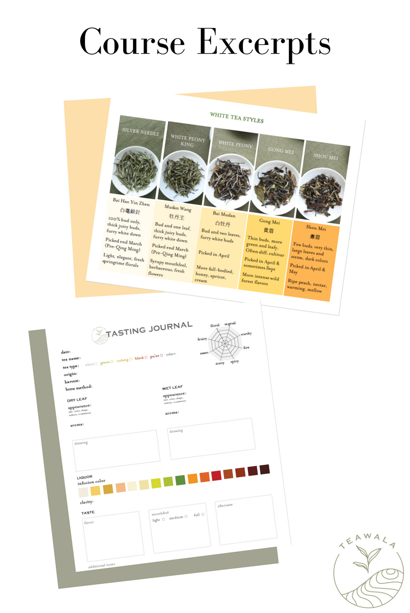 Online Course - Taste Tea like a Professional – Teawala