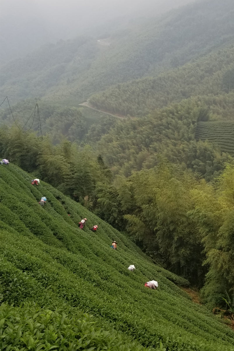 Milk Oolong - Jin Xuan Tea (Unflavored) from Taiwan – Teawala